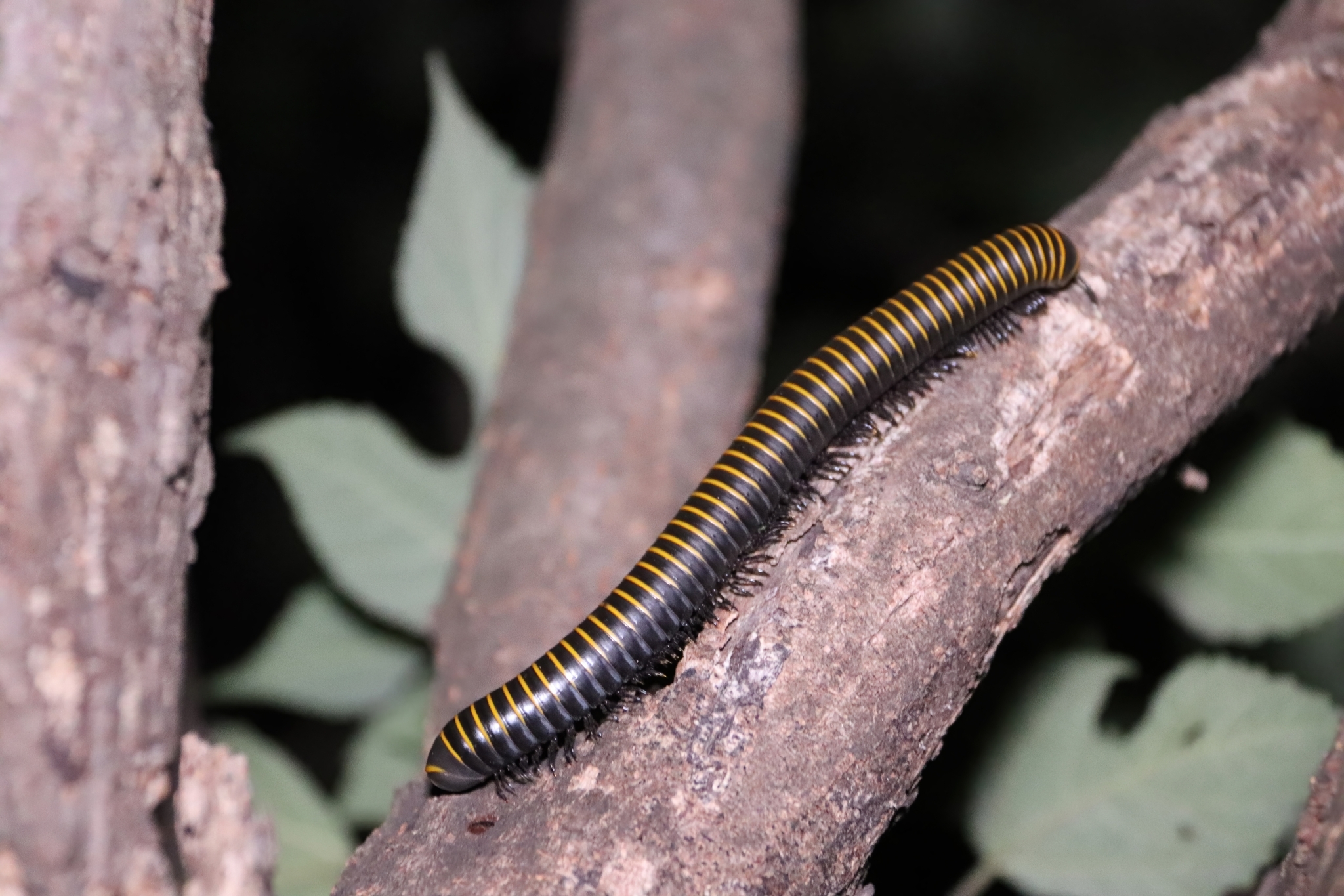 Spirobolus bungii Brandt, 1833