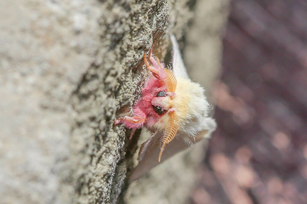 Rosy Maple Moth in July 2022 by Gary Yankech · iNaturalist