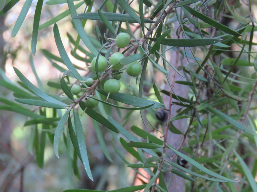 Narrow-leaf Geebung from Myall Lakes National Park, Seal Rocks, NSW, AU ...