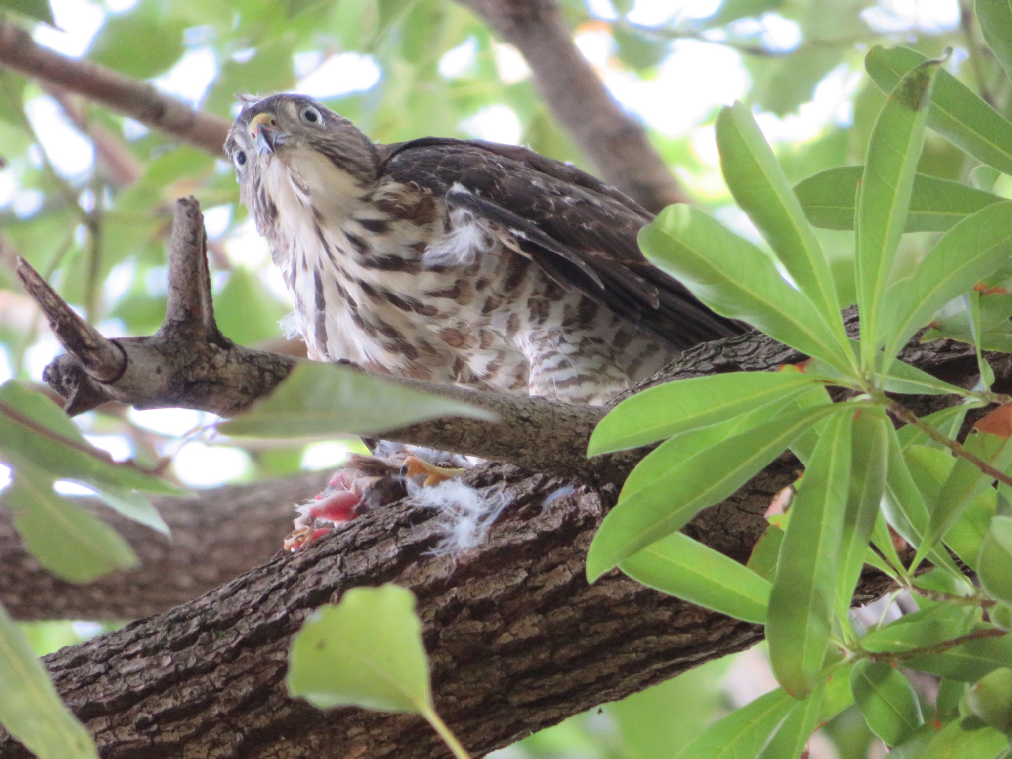 Accipiter gularis (Temminck & Schlegel, 1844)