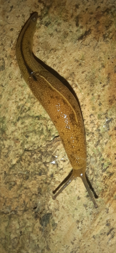 Brown Slug from Cubbon Park on July 09, 2022 at 08:31 AM by ...