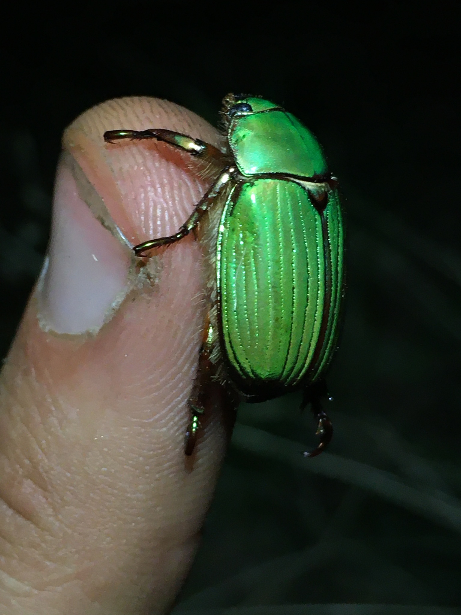 Chrysina lecontei (Horn, 1882)