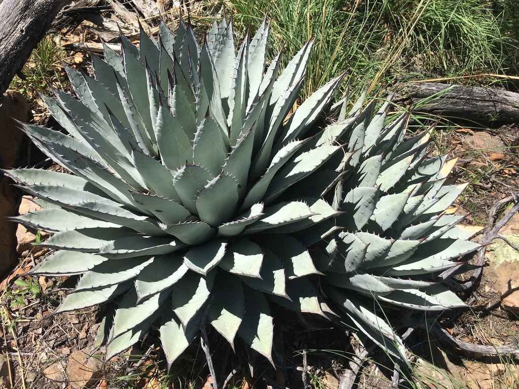 Parry's agave from Cochise County, US-AZ, US on July 8, 2022 at 10:55 ...