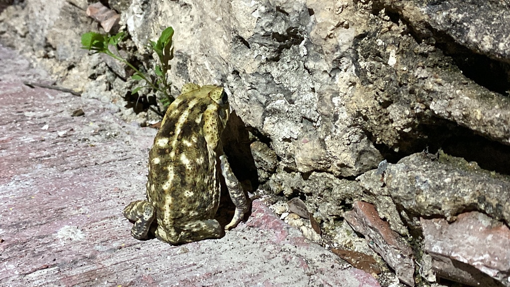 Giant Toad from Calle 20, Sac-Nicté, YUC, MX on July 07, 2022 at 09:43 ...