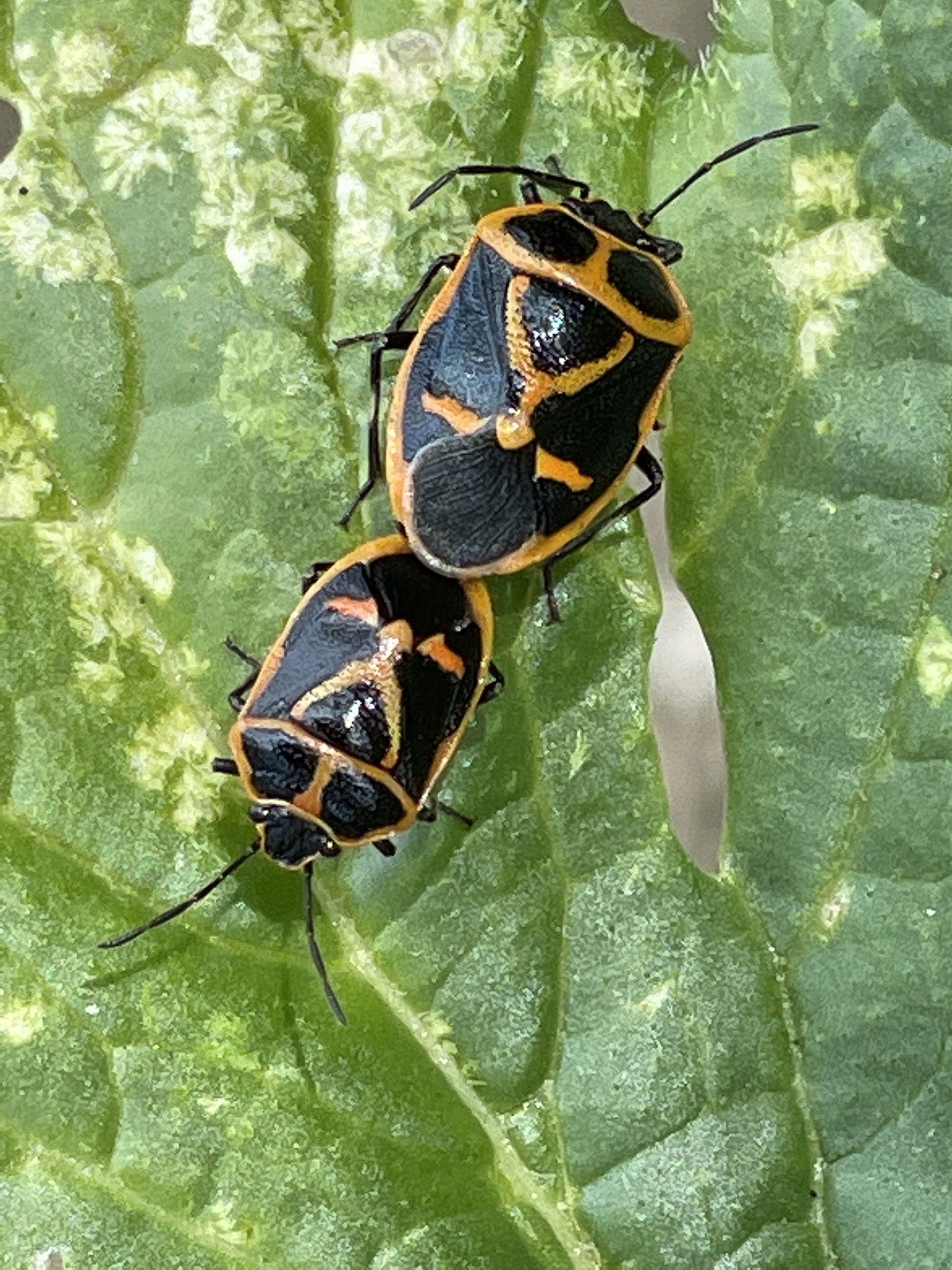 Eurydema gebleri Kolenati, 1846