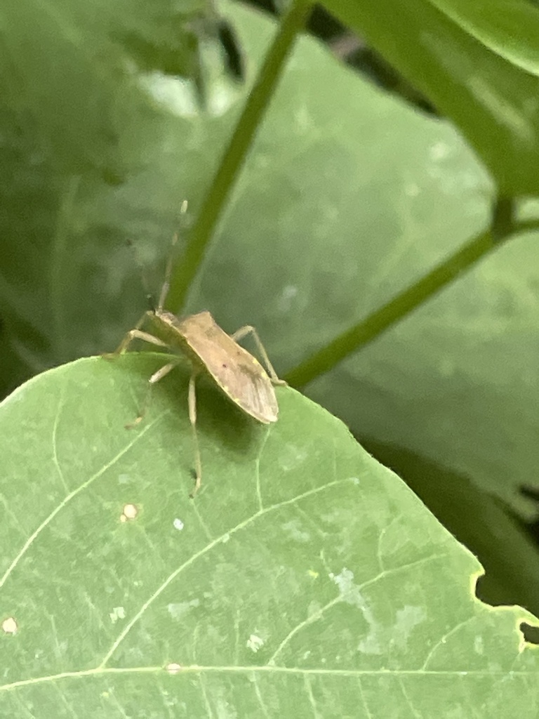 Homoeocerus unipunctatus from Kamariyahigashi 4-Chōme, Kanazawa ...