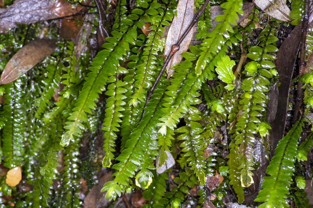 quill moss from Balook VIC 3971, Australia on July 28, 2018 at 03:02 PM ...