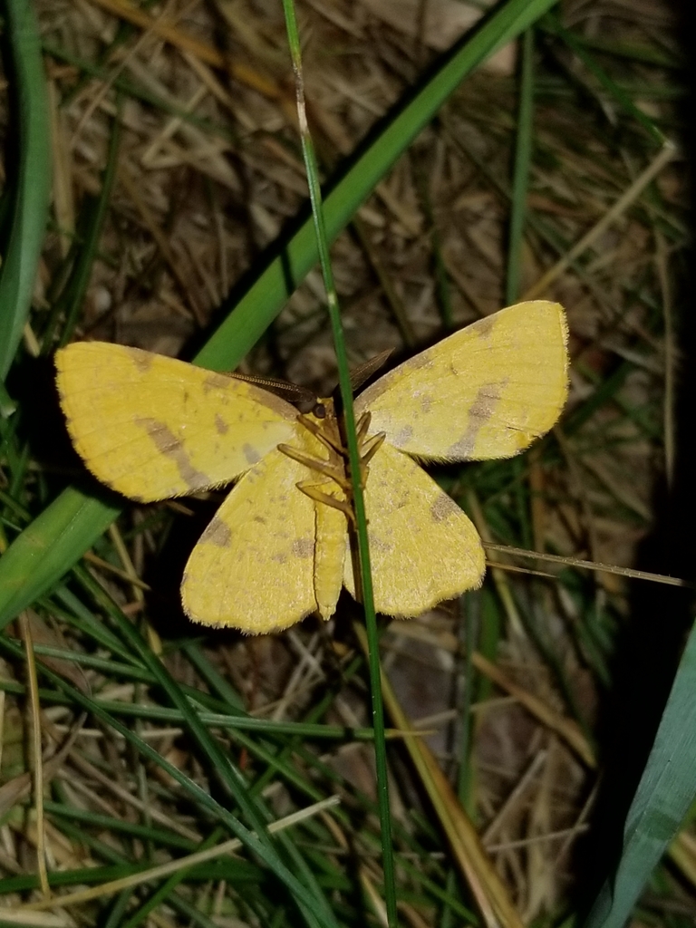 Crocus Geometer Moths from Strafford, VT 05072, USA on July 09, 2022 at 01:51 AM by Levi smith ...