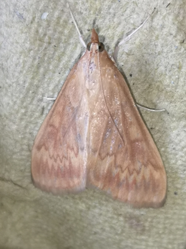 European Corn Borer Moth from Druskininkai 66227, Lietuva on July 09 ...