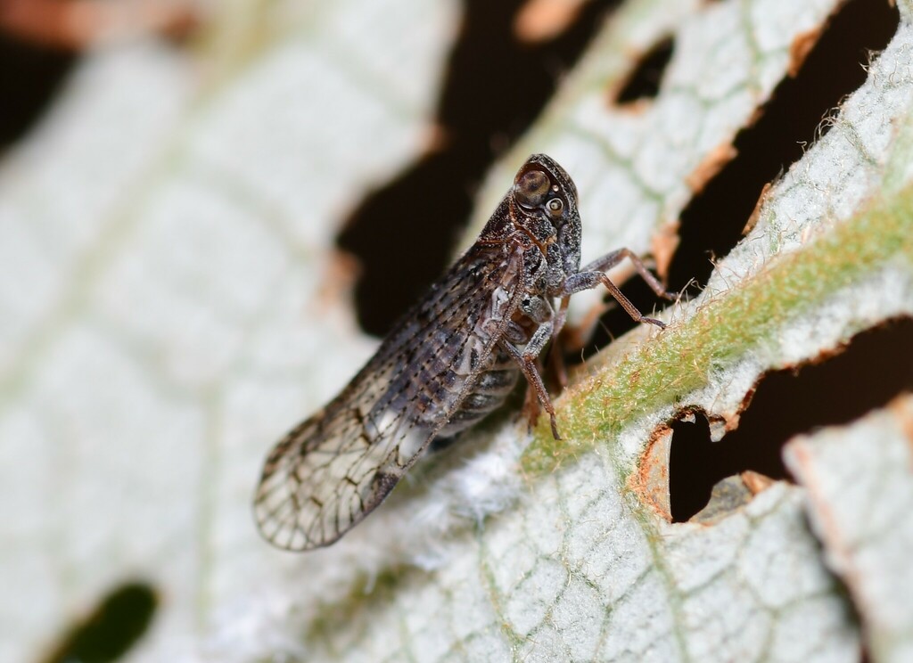 Planthoppers from Landsborough QLD 4550, Australia on July 09, 2022 at ...