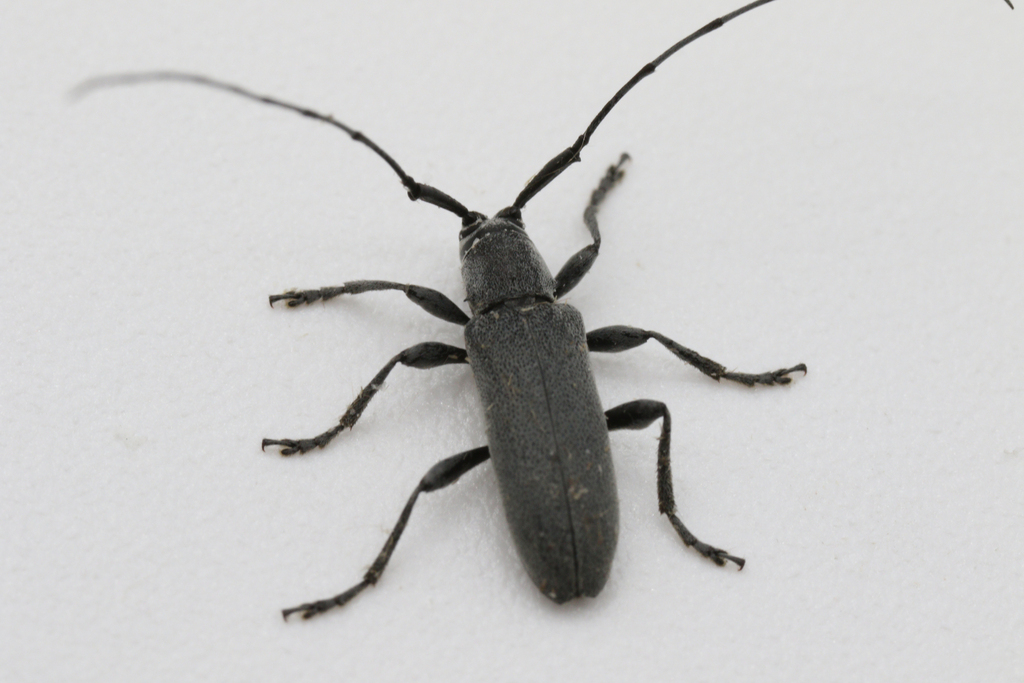 Dectes sayi from Bath Twp, MI, USA on July 7, 2022 at 06:26 PM by ...