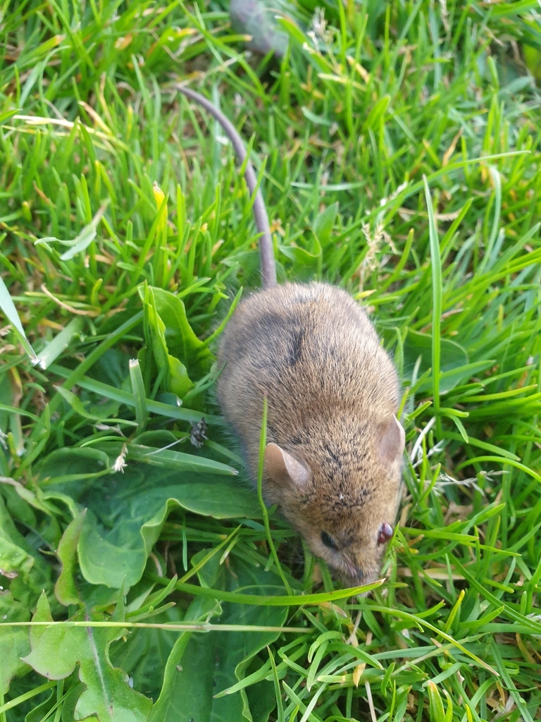 House Mouse from Battersea Park,London SW11 4NJ, UK on June 1, 2022 at ...