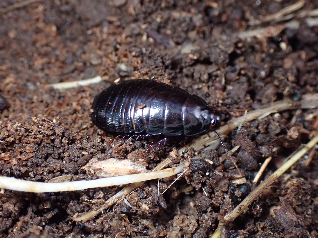 Australian wood cockroach from Boho South VIC 3669, Australia on July ...
