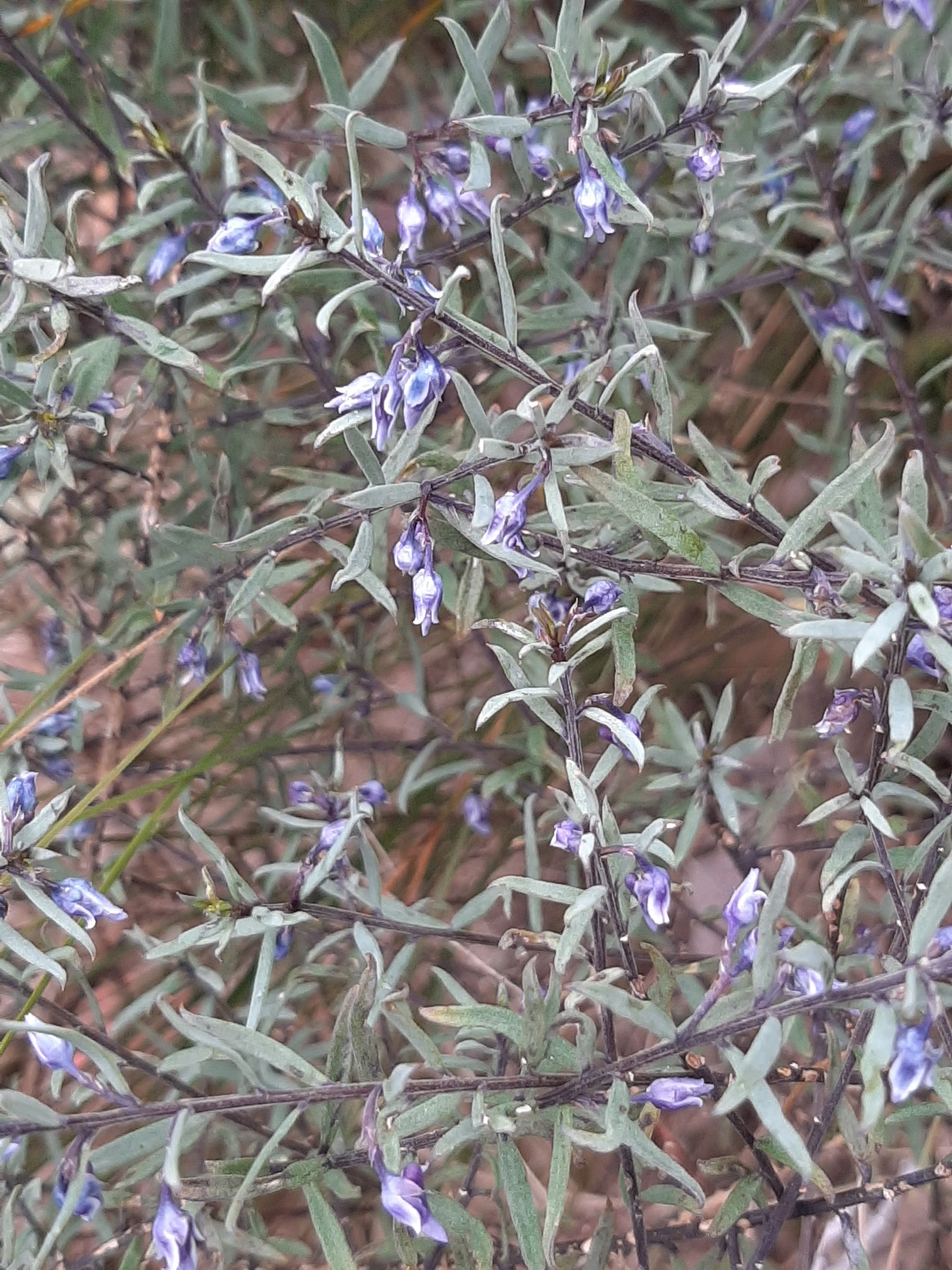 Pigea floribunda (Lindl.) Lindl.