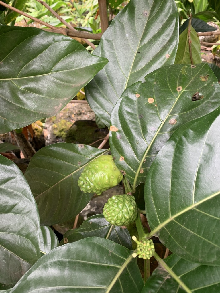 Noni from Oʻahu, Haleiwa, HI, US on July 08, 2022 at 01:01 PM by ...