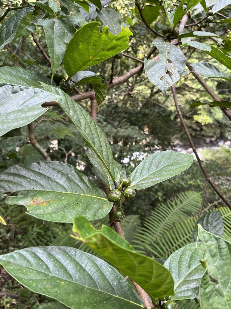 Milk Tree from 三峽區, TW on July 9, 2022 at 03:05 PM by robotyjf ...