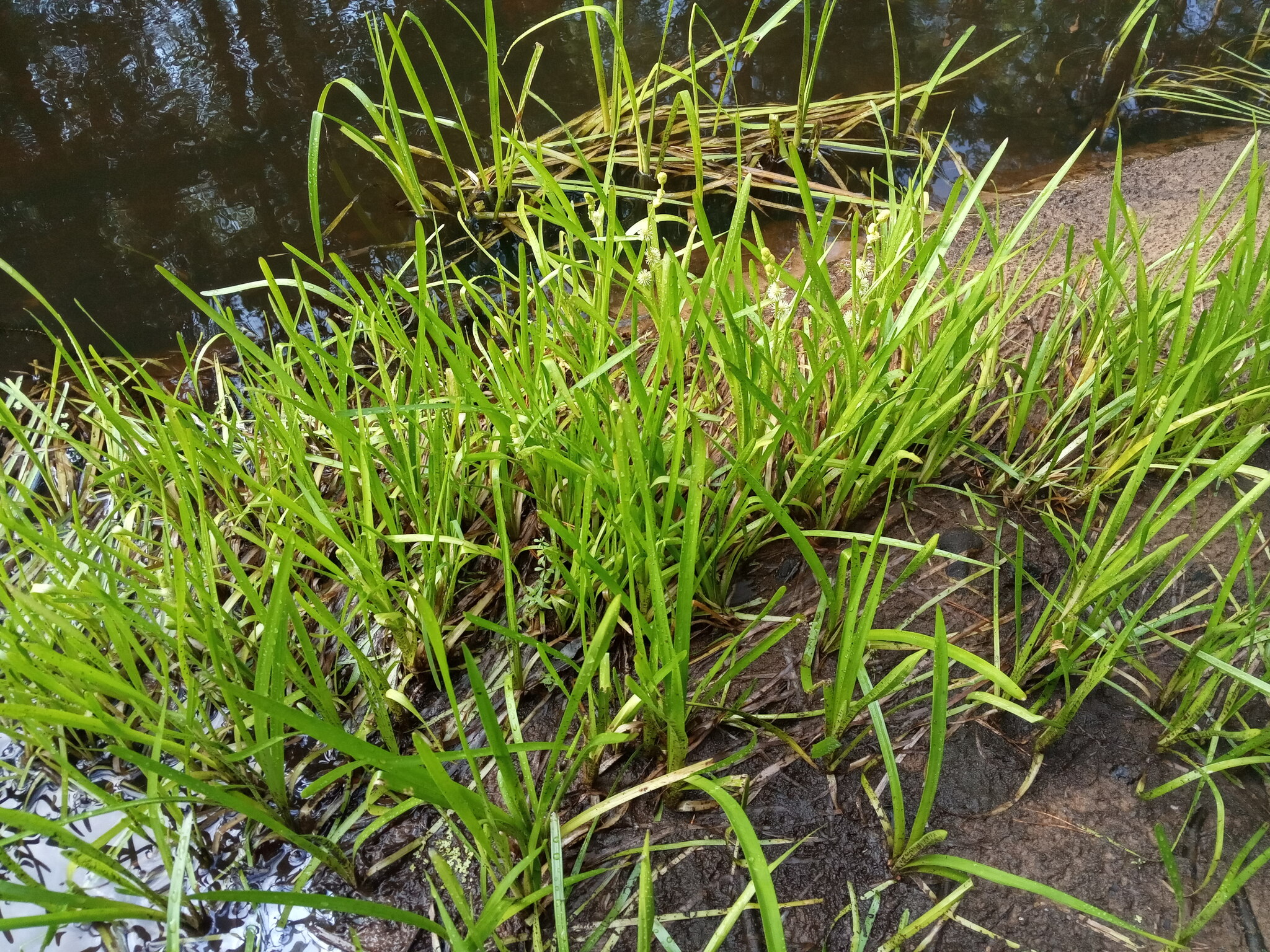 Sparganium emersum Rehmann