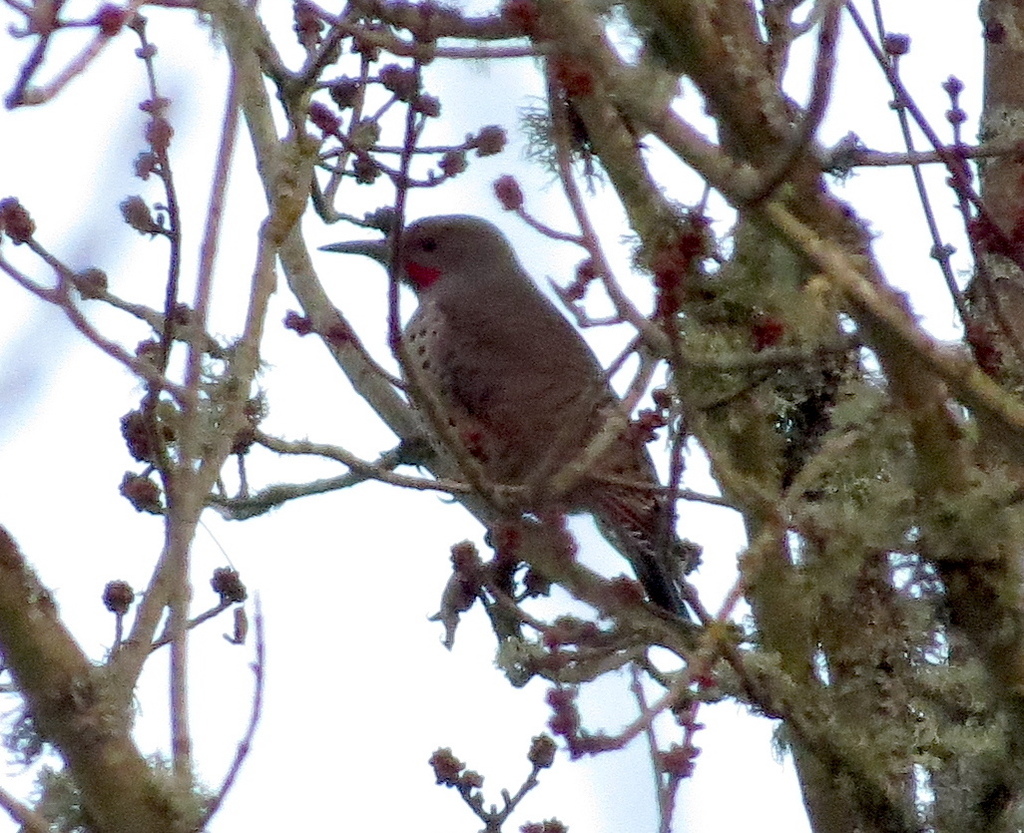 Northern Flicker from Benton, Oregon, United States on December 31 ...