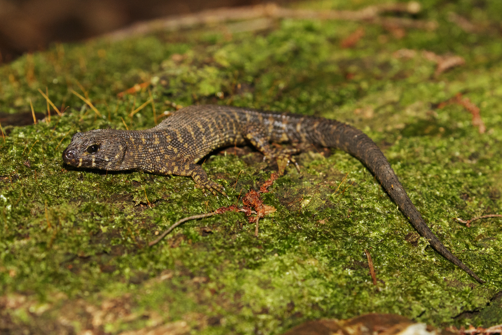 Prickly Forest Skink from Mareeba QLD 4880, Australia on July 7, 2022 ...