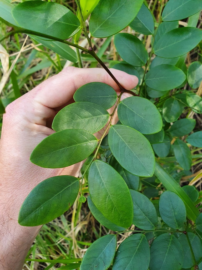 coffee bush from Mount Coot-Tha QLD 4066, Australia on July 09, 2022 at ...