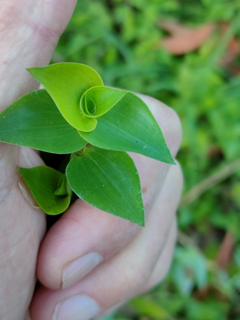 Turtle Vine from Yengarie QLD 4650, Australia on July 9, 2022 at 04:35 ...
