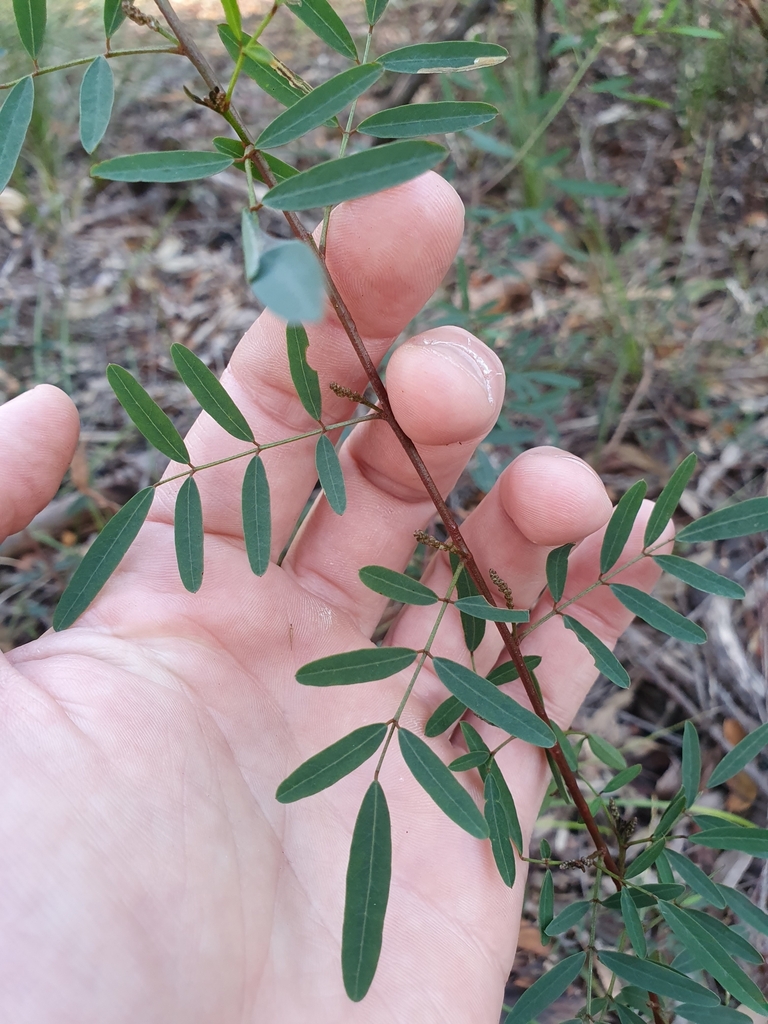 Australian Indigo from Mount Coot-Tha QLD 4066, Australia on July 09 ...
