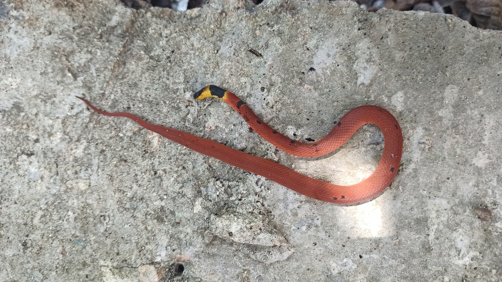 Red Coffee Snake from Tizimín, MX-YU, MX on June 25, 2022 at 11:10 AM ...