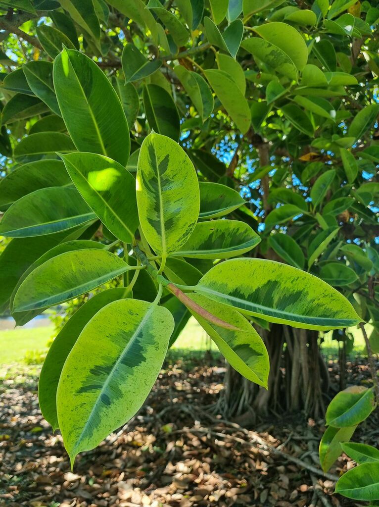 rubber plant from Mackay QLD, Australia on July 9, 2022 at 05:47 PM by ...