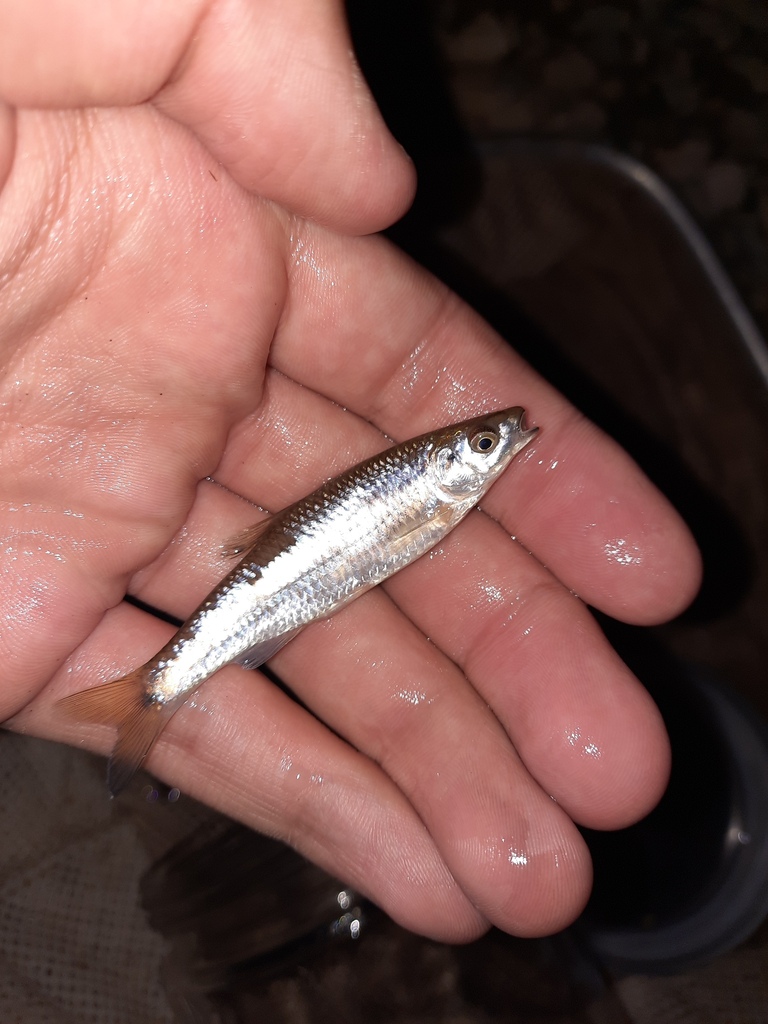 Spotfin Shiner from Paris, Brant, ON, Canada on July 09, 2022 at 12:18 ...