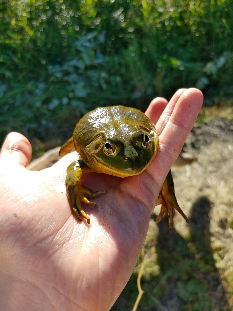 American Bullfrog from Aberdeen, WA 98520, USA on July 08, 2022 at 06: ...