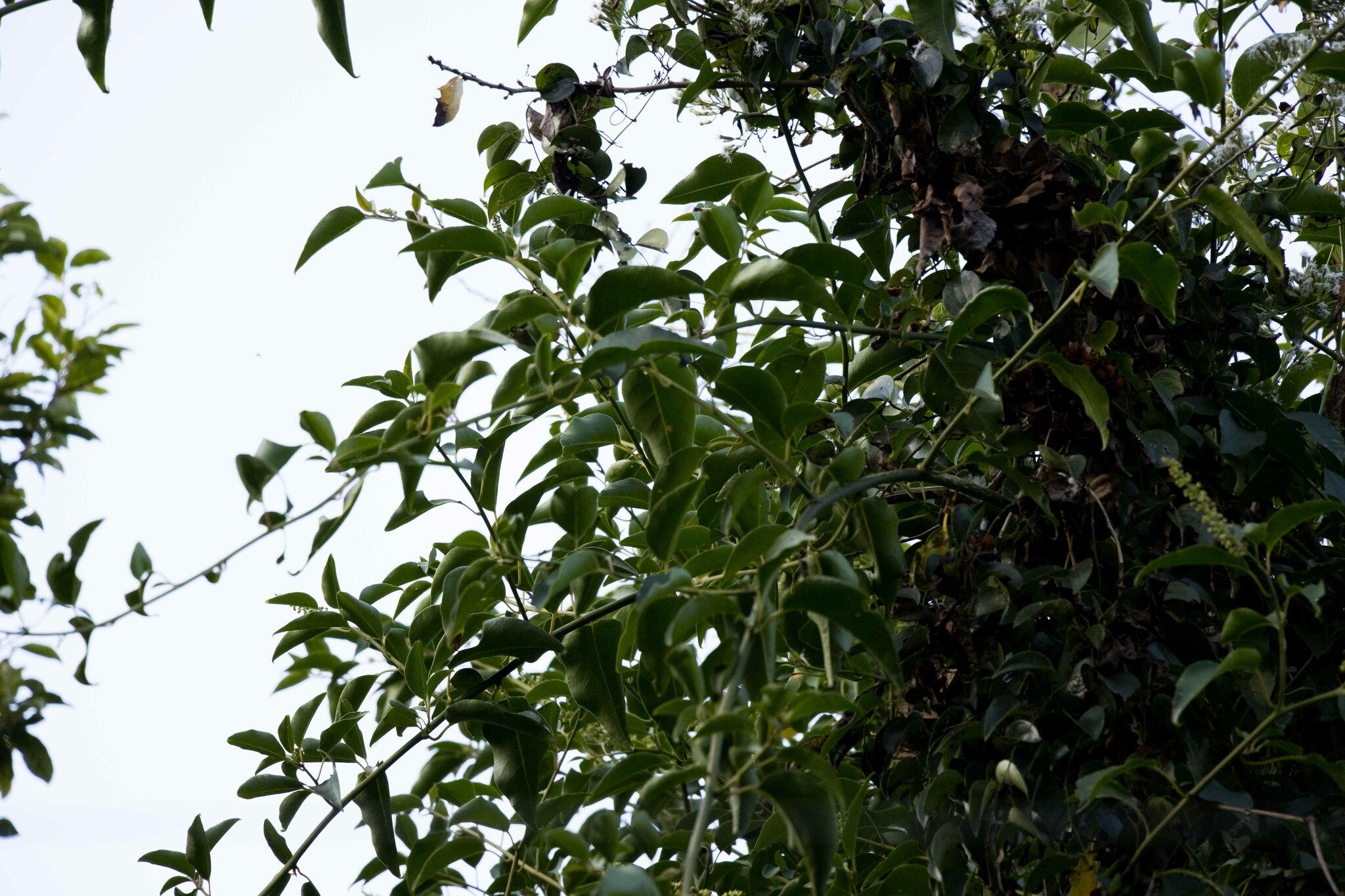 Phytolacca dodecandra L'Hér.