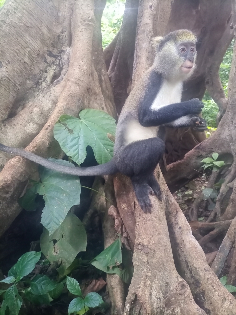 Lowe's Monkey from Boabeng Fiema monkey Sanctuary on May 14, 2022 at 03 ...