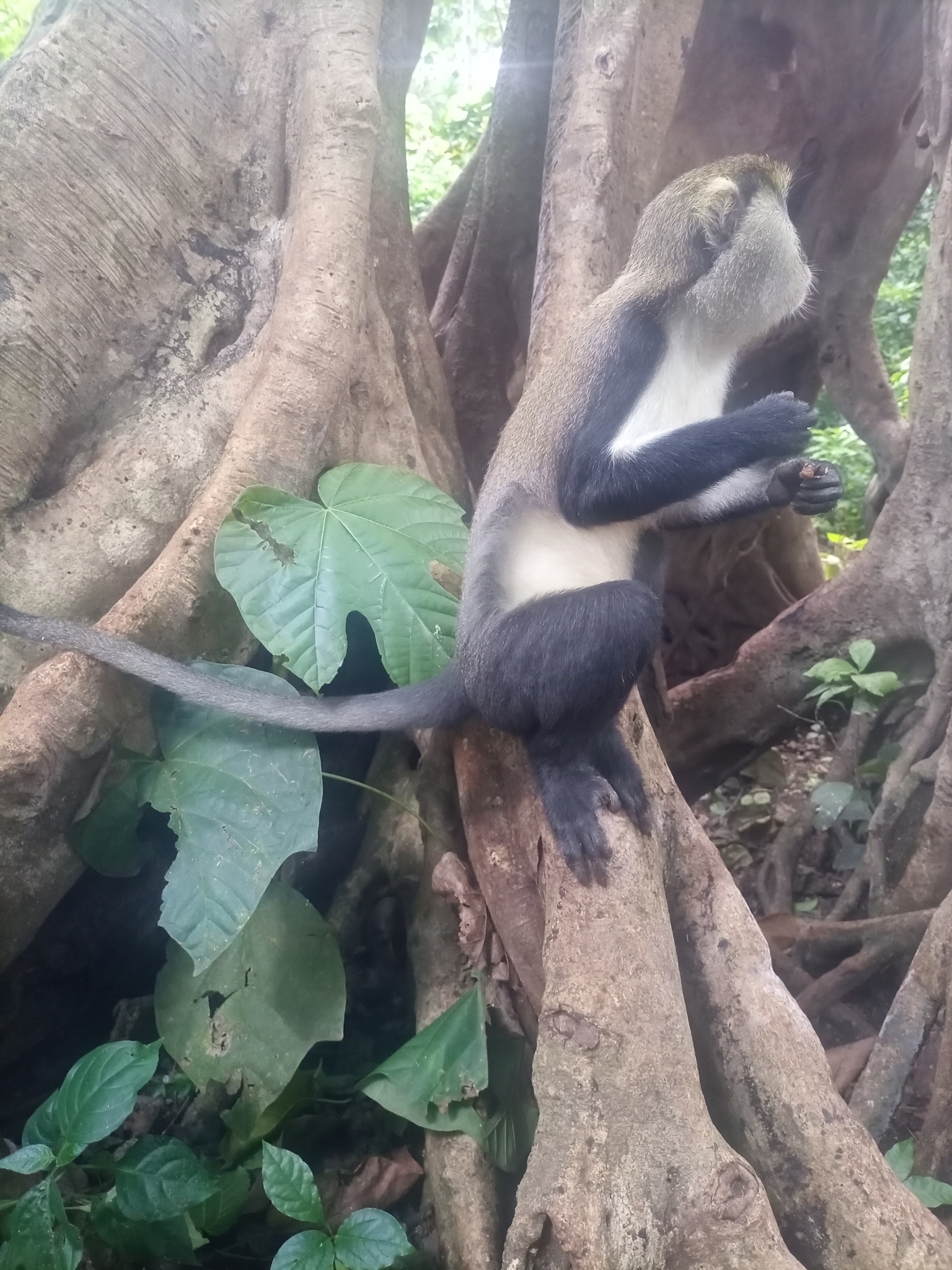 Cercopithecus lowei Thomas, 1923