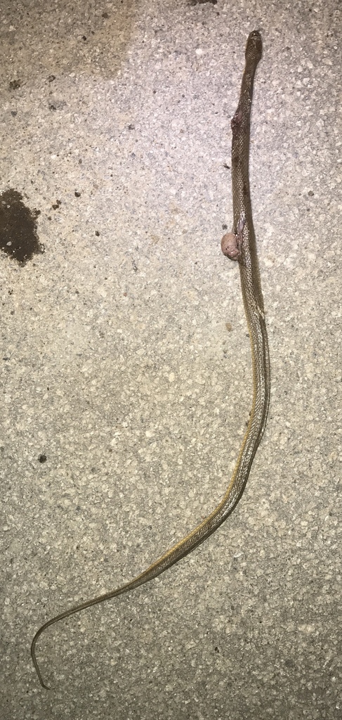 Split Keelback from Pudhuvayal Road, , Tamil Nadu, IN on July 13, 2018 ...