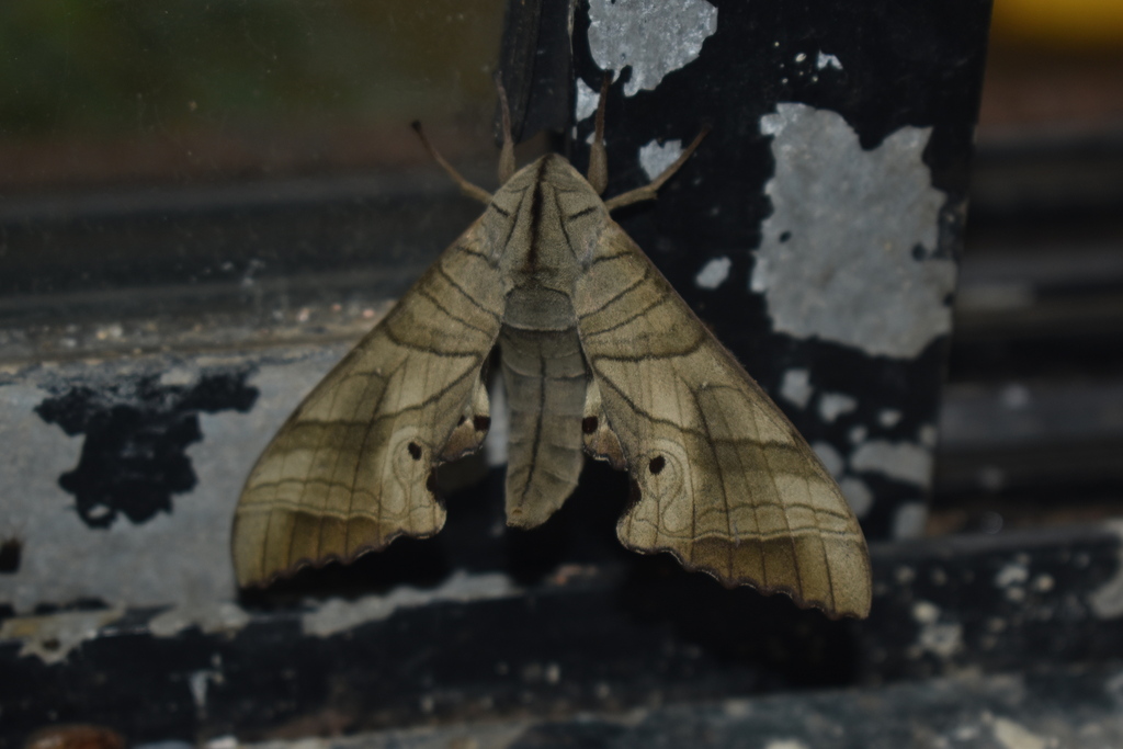 Marumba from Jawhar, Maharashtra 401603, India on July 01, 2022 at 09: ...