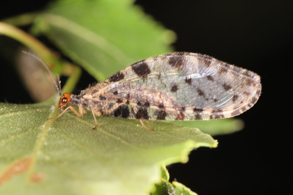 Giant Stream Lacewing from Hranice, Czechia on July 03, 2022 at 02:48 ...