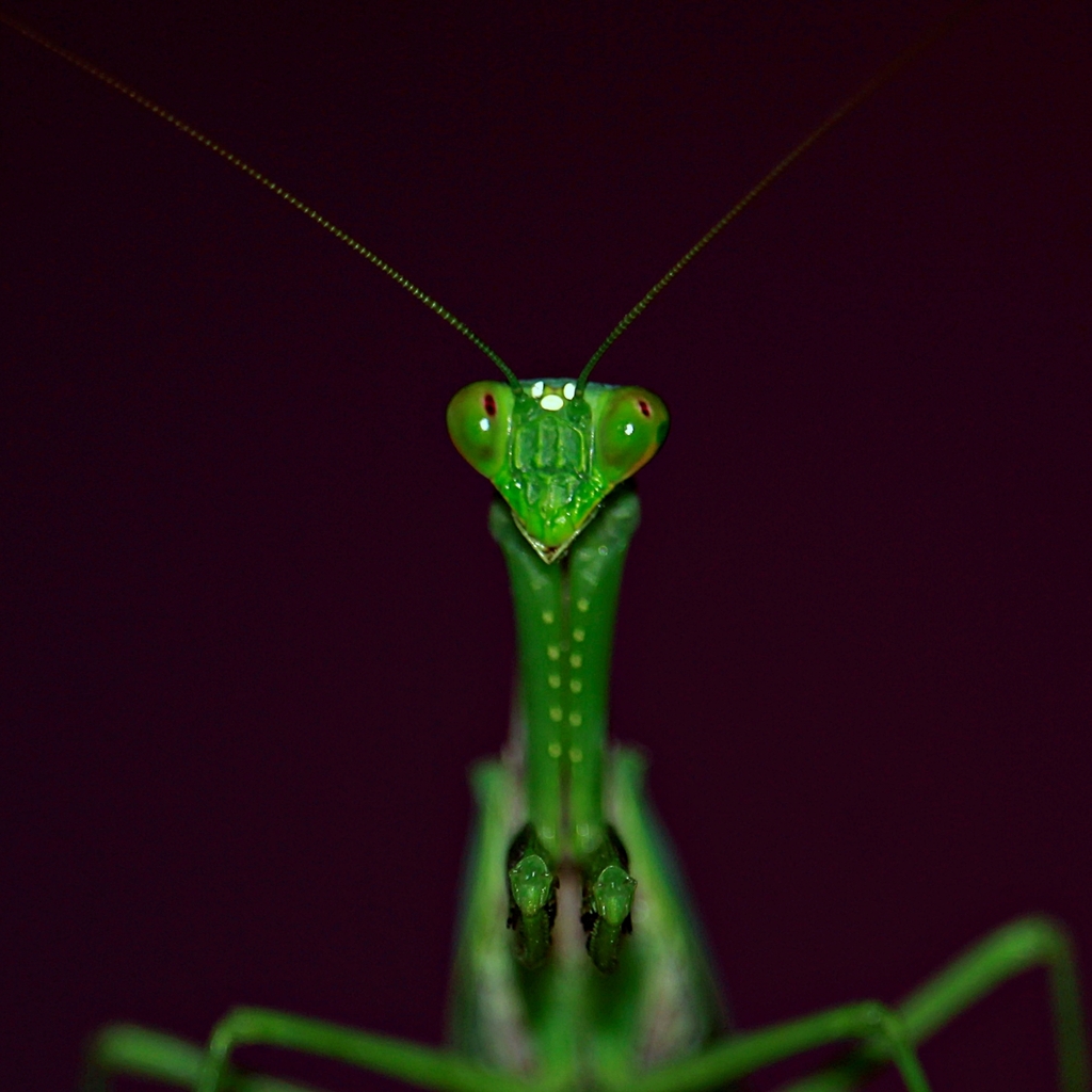 Giant Asian Mantises from Rajshahi on August 20, 2017 at 08:25 PM by Md ...