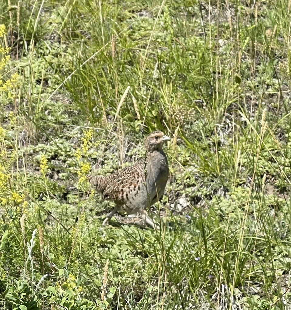 Daurian Partridge from Бурятия, RU on July 09, 2022 at 03:20 PM by ...