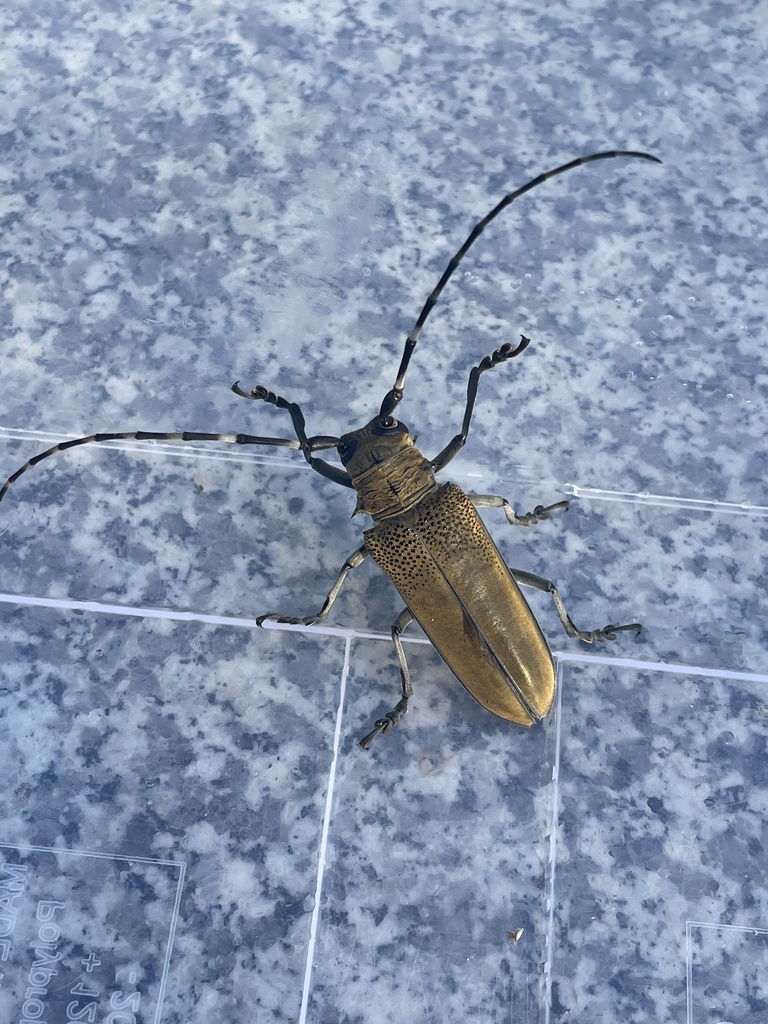 Apriona rugicollis from 安北路370巷, 安平區, TW on July 09, 2022 at 05:37 PM ...