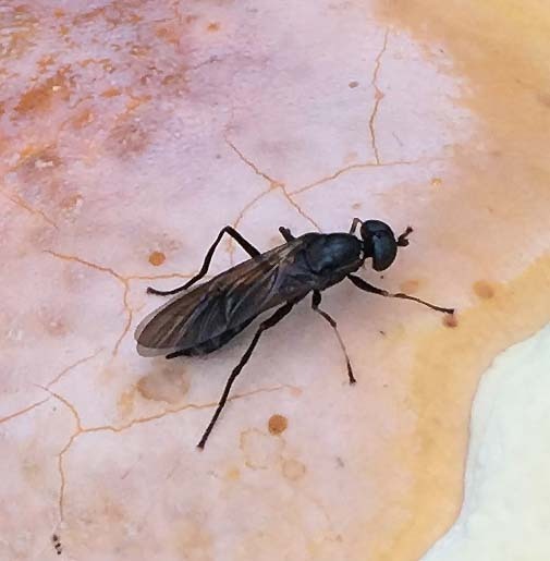 Ptecticus japonicus from Hoguk-ro, Uijeongbu-si, Gyeonggi-do, South ...
