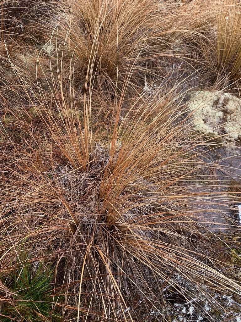 red tussock grass from Lewis Pass Scenic Reserve, Reefton, West Coast ...