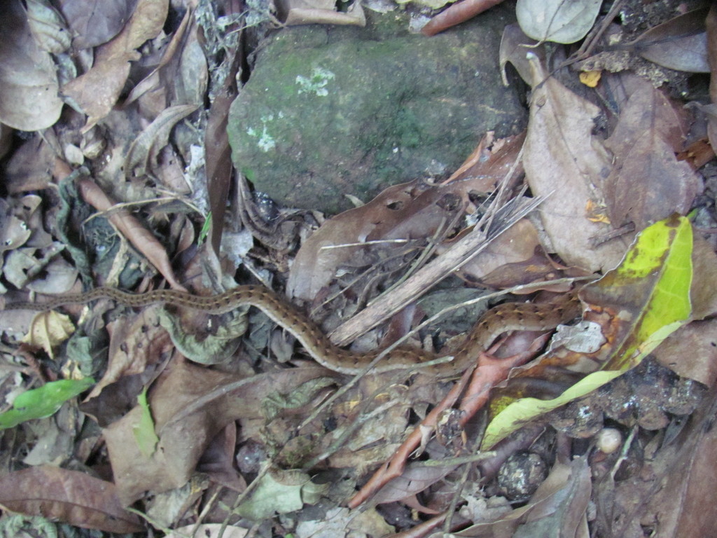 Barred Forest Racer from Estación de Biología Tropical Los Tuxtlas on ...