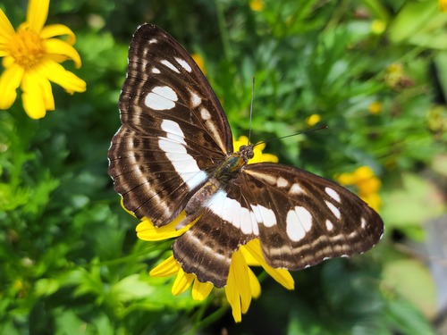 Subspecies Athyma kasa kasa · iNaturalist