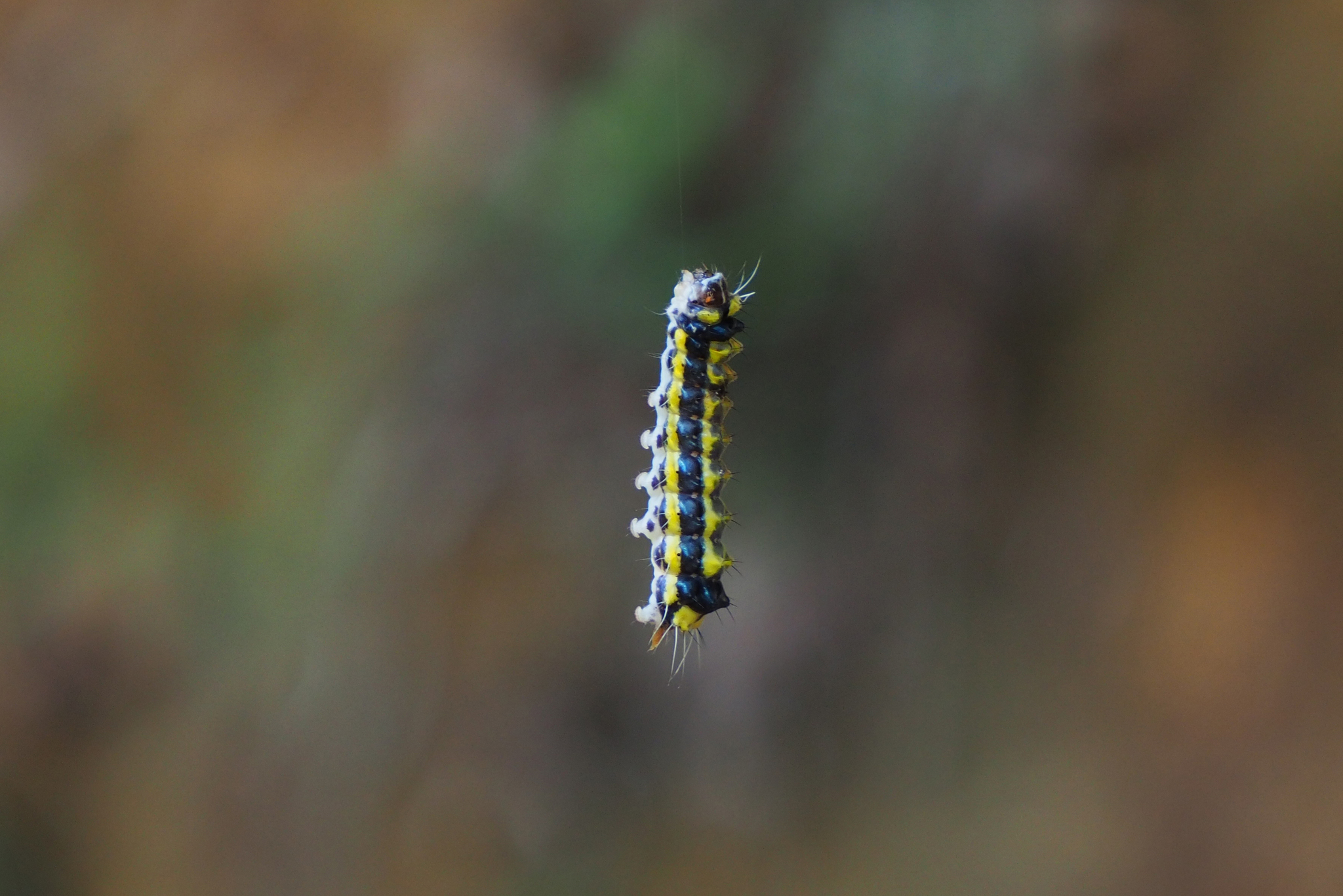 Pidorus glaucopis (Drury, 1773)