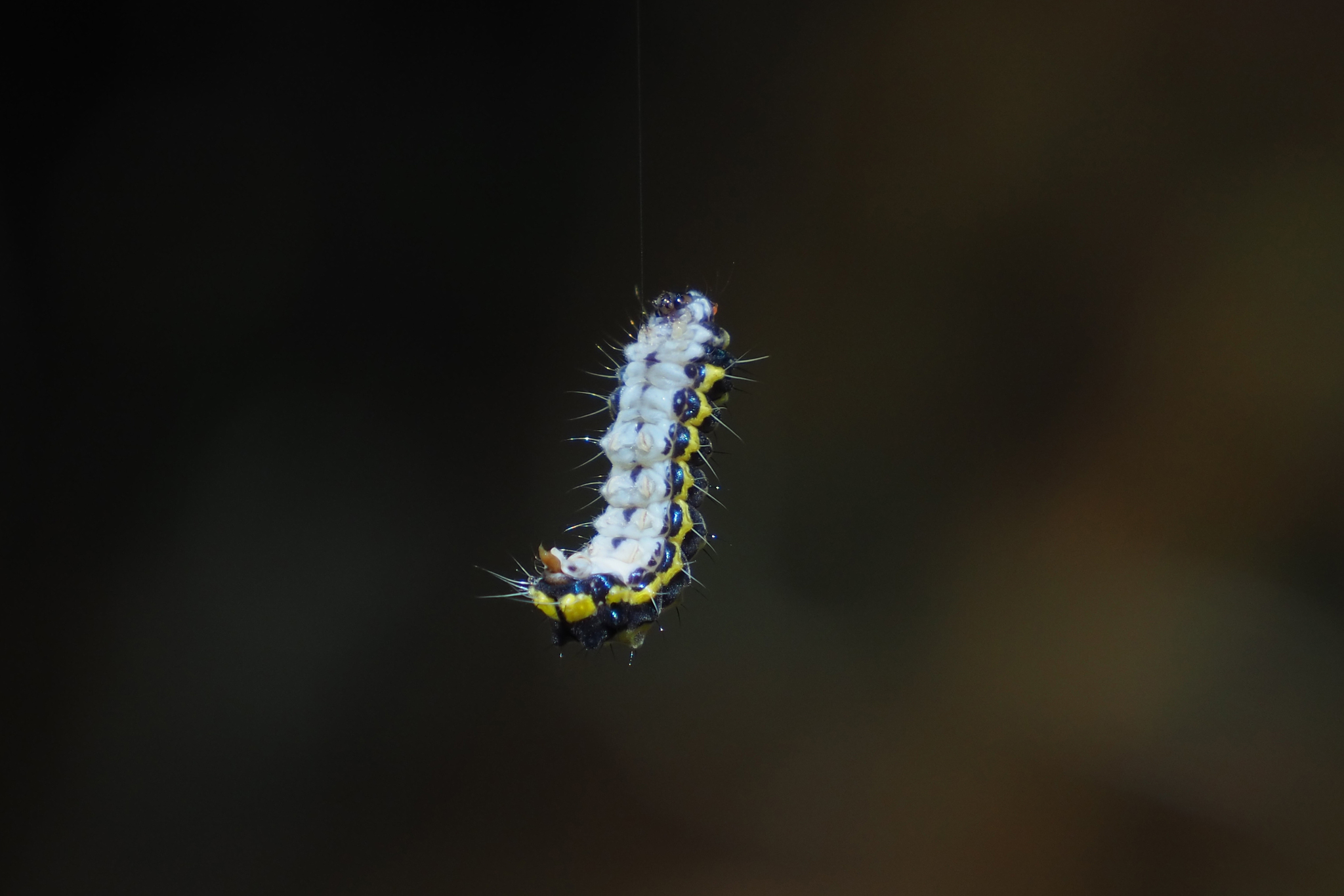 Pidorus glaucopis (Drury, 1773)