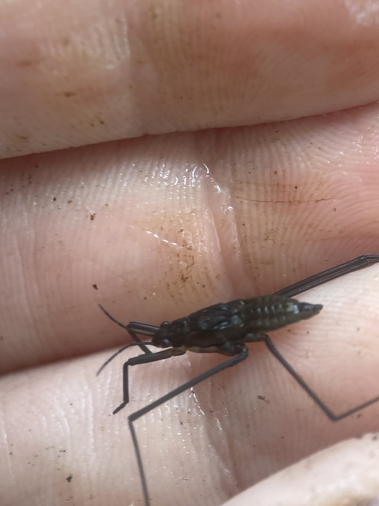 North American Common Water Strider from Mount Desert Island, Mount ...