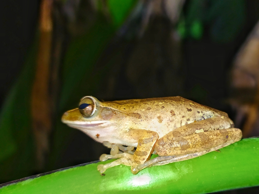 Chunam Tree Frog from Rajshahi on 08 July, 2022 at 08:14 PM by Md ...