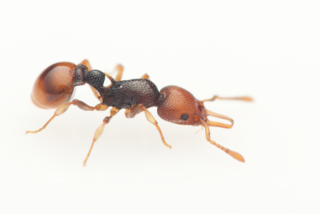 Epopostruma curiosa from Talegalla Weir QLD 4650, Australia on July 09 ...