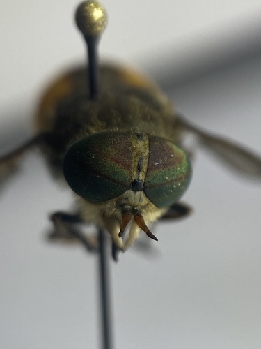 Hybomitra lundbecki · iNaturalist United Kingdom