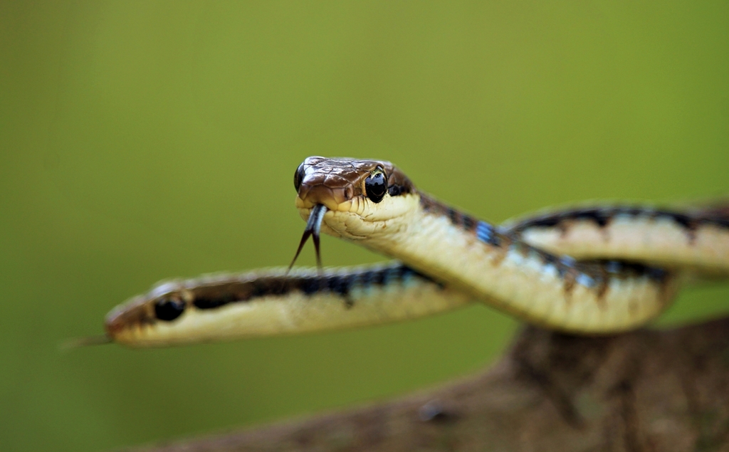 Common Bronzeback Tree Snake from Rajshahi on March 12, 2018 at 03:08 ...